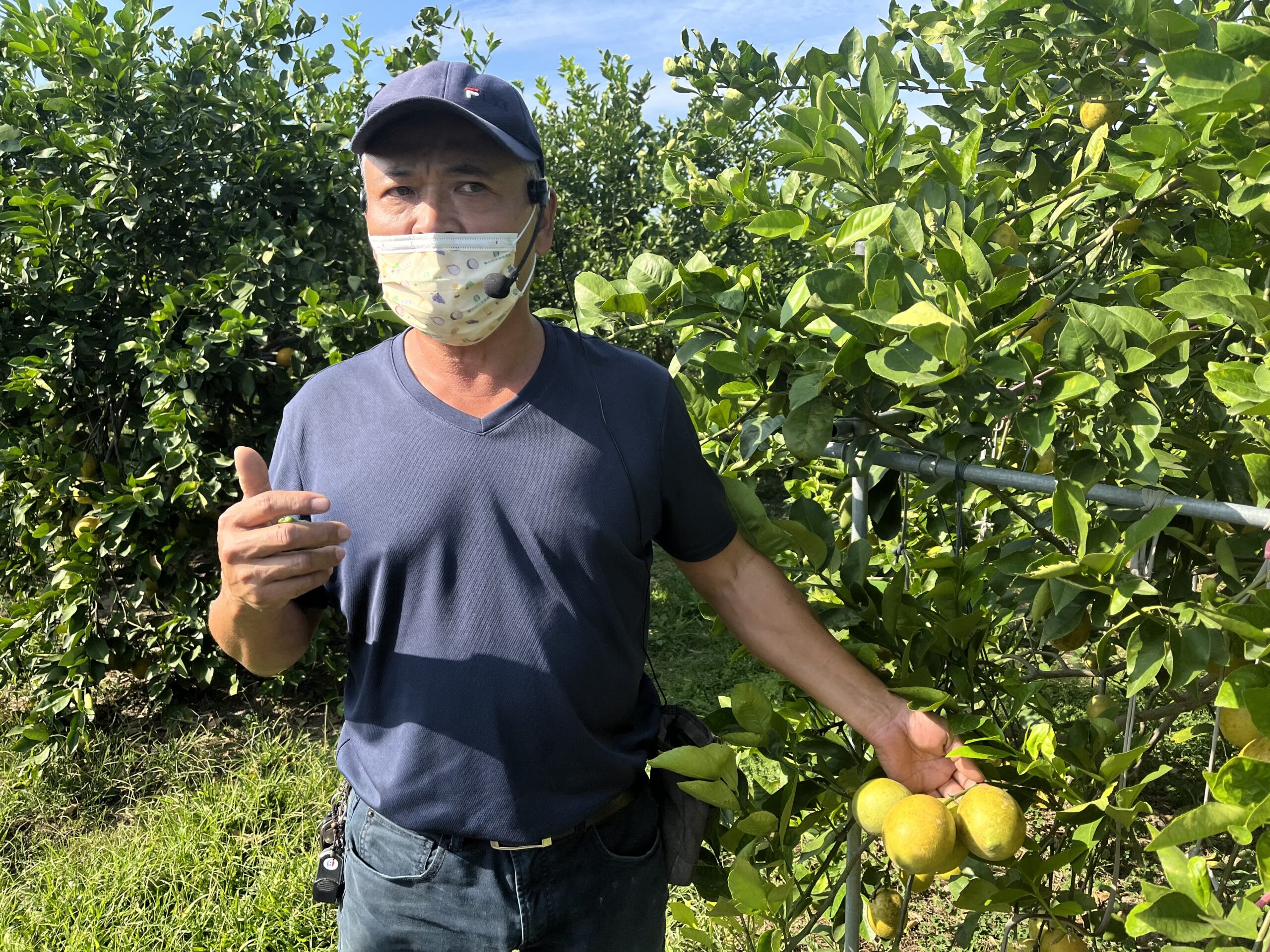 Lemon Forest Farm | Gogo-TaiwanFarm